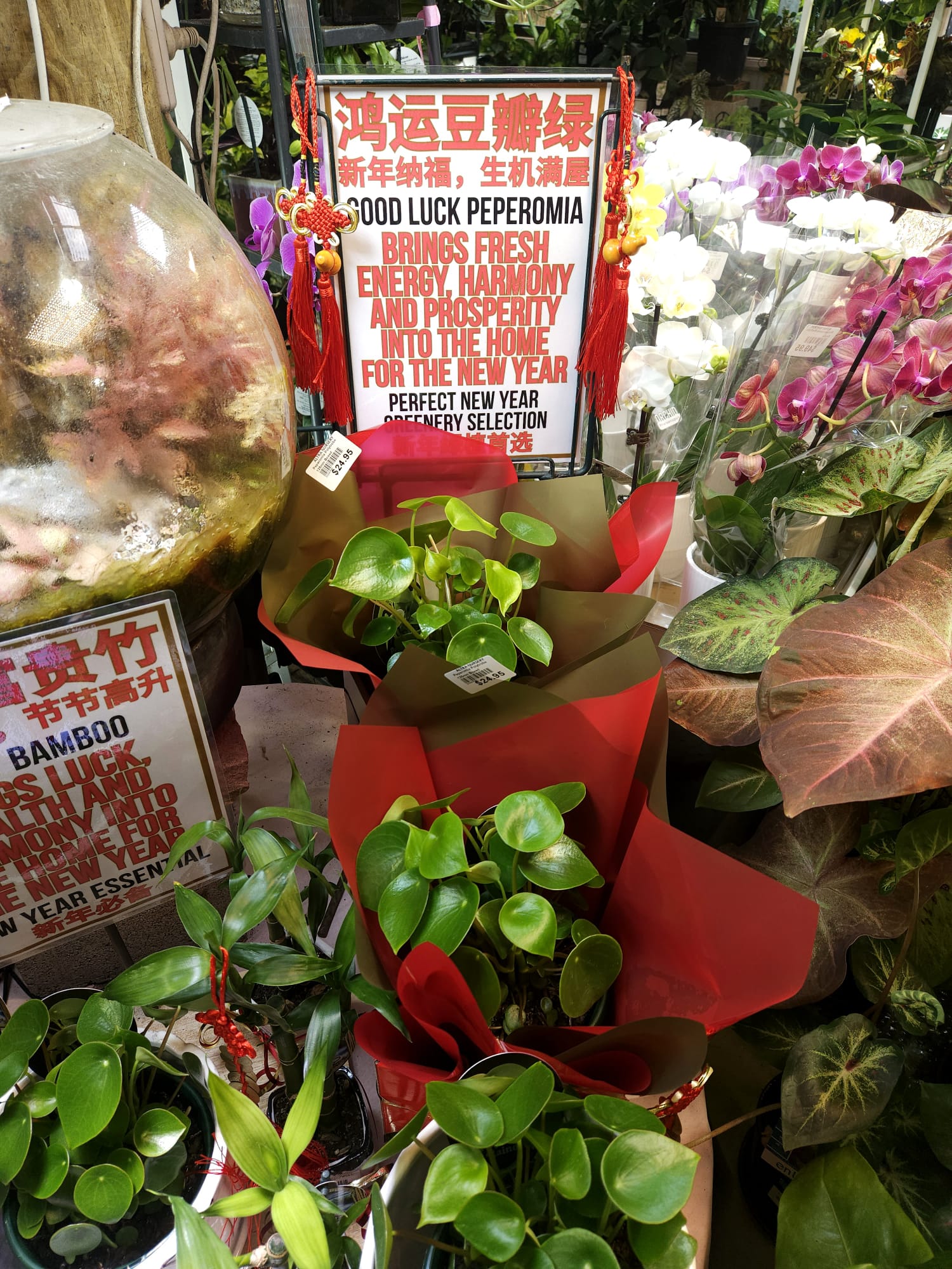 Lunar New Year – Altra Nursery