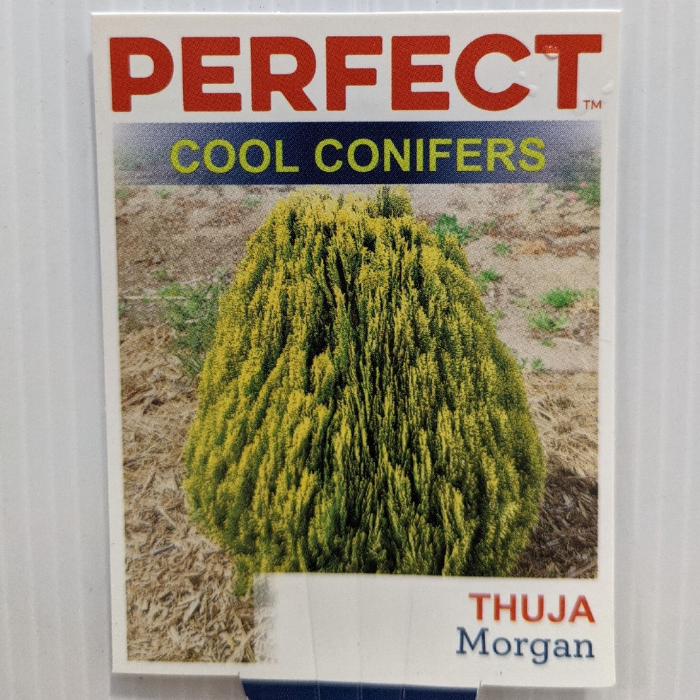 Thuja Morganii 100mm – Altra Nursery